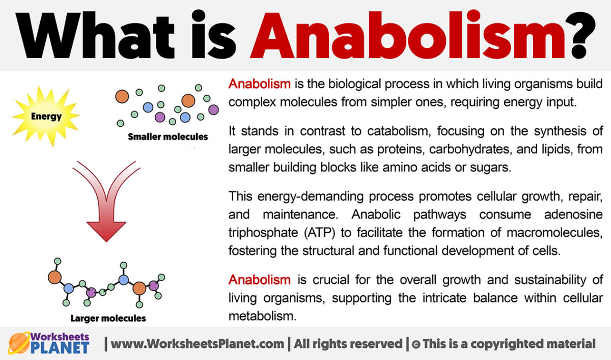 What is Anabolism | Definition of Anabolism