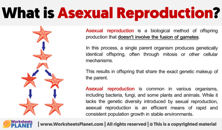 What is Asexual Reproduction?
