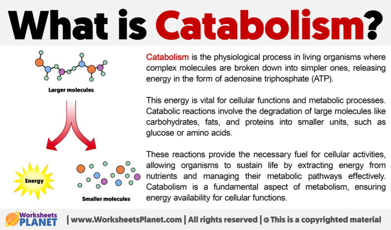 What is Catabolism | Definition of Catabolism