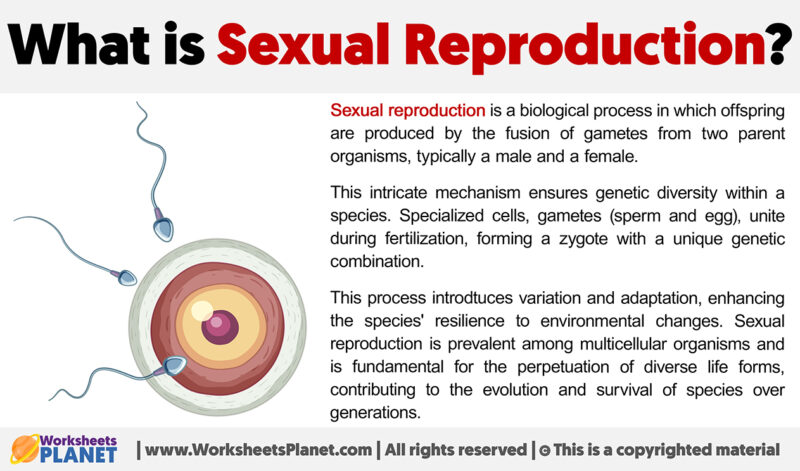 What is Sexual Reproduction