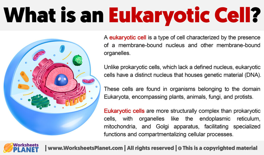 What Is An Eukaryotic Cell Definition