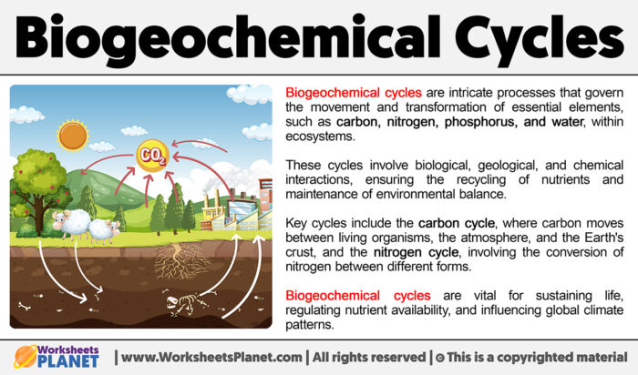 What are Biogeochemical Cycles