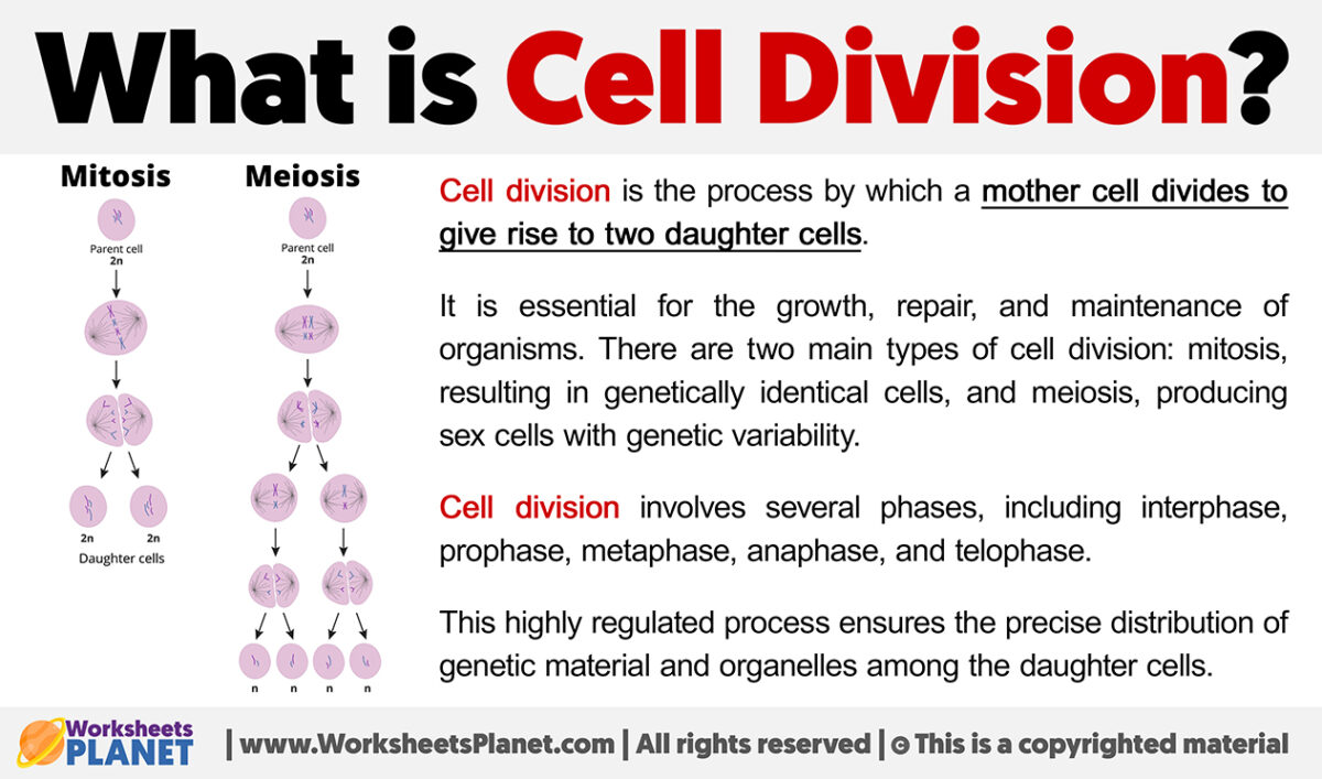 What is Cell Division | Mitosis and Meiosis