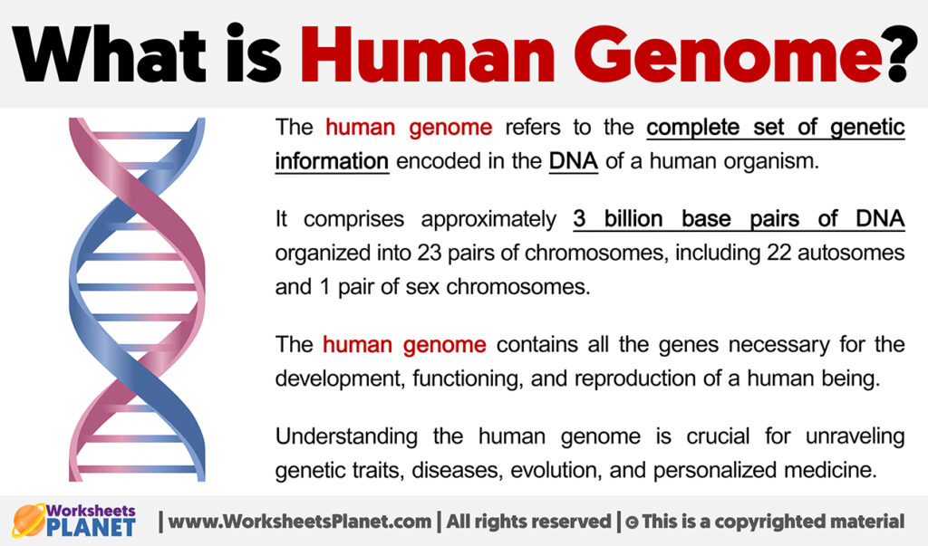 What Is Human Genome