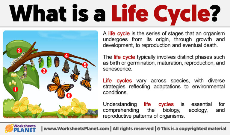 What is a Life Cycle