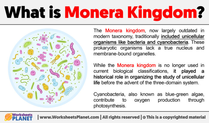What is Monera Kingdom