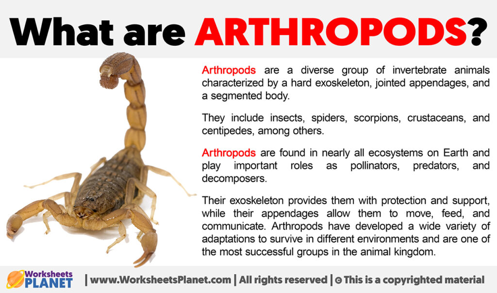 What are Arthropods | Definition of Arthropod