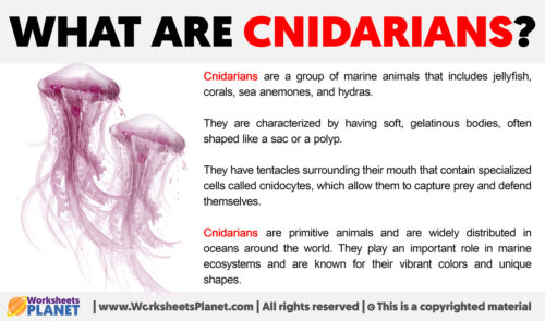 What are Cnidarians?