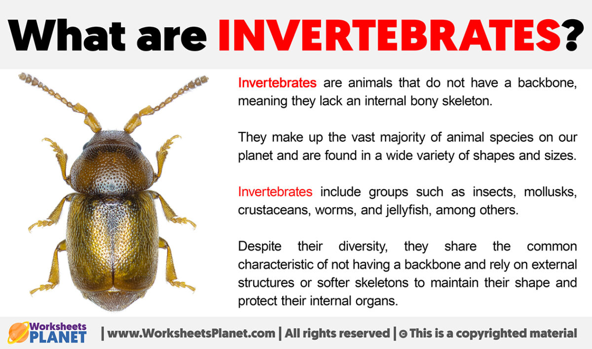 What Are Invertebrates