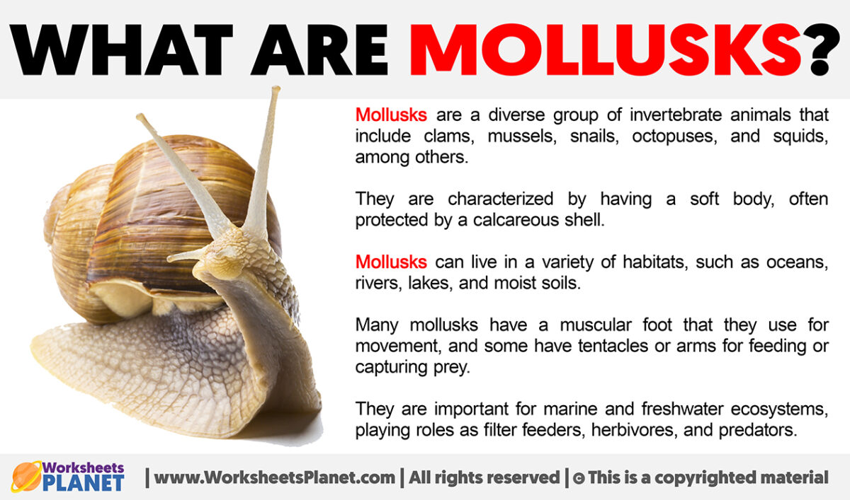 What are Mollusks | Definition of Mollusk