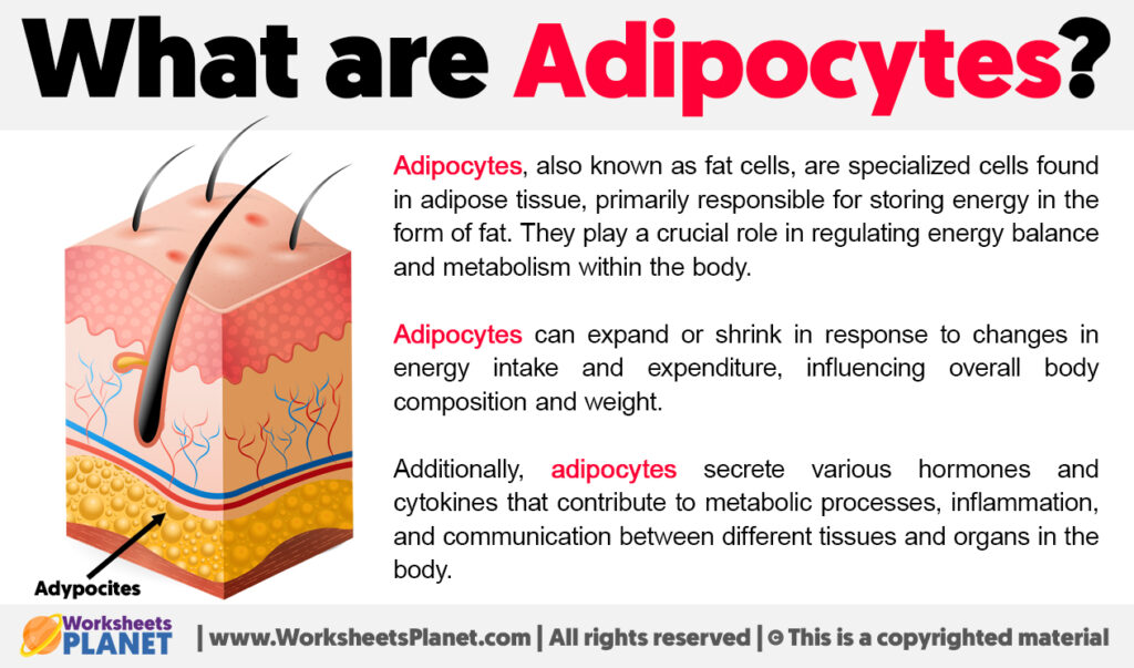 What are Adipocytes | Definition of Adipocytes