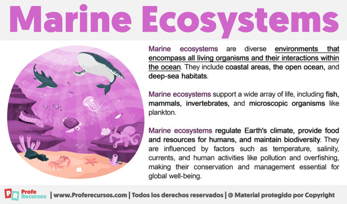 What are Marine Ecosystems?