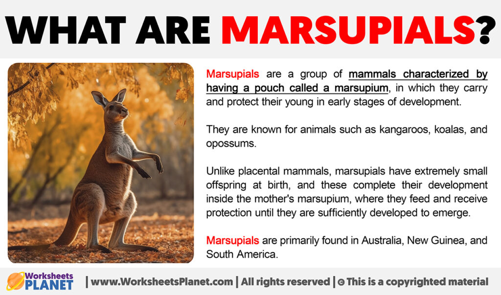 What are Marsupials | Definition of Marsupial