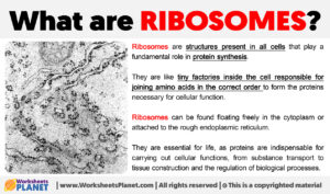 What are Ribosomes?