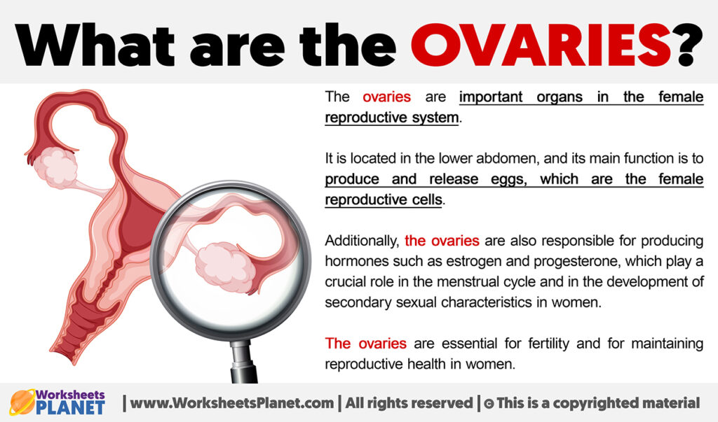 What are the Ovaries?