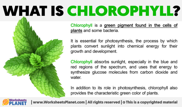 What is Chlorophyll | Definition of Chlorophyll