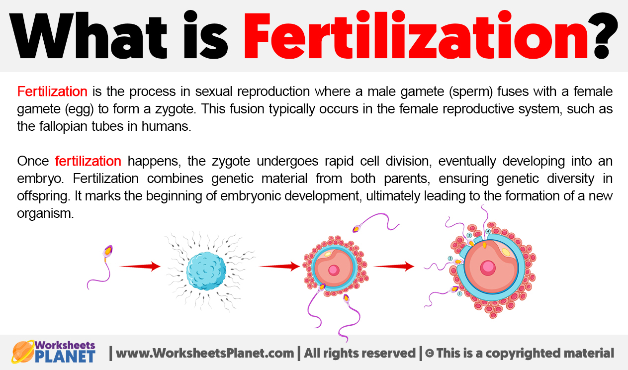 What Is Fertilization Definition Of Fertilization