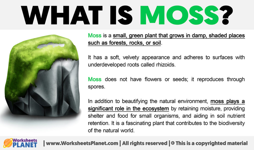 What is Moss | Definition of Moss