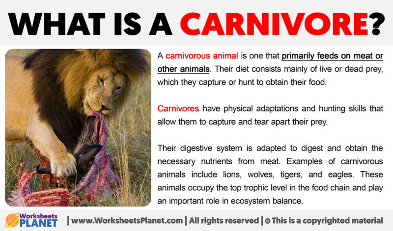 What is a Carnivore | Definition of Carnivore