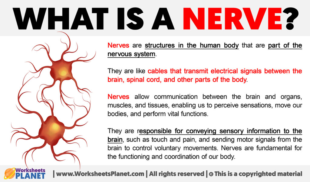 What Is A Nerve Definition Of Nerve What Is A Nerve Definition Of Nerve