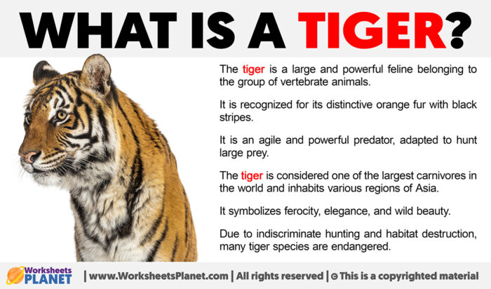 What is a Tiger | Definition of Tiger