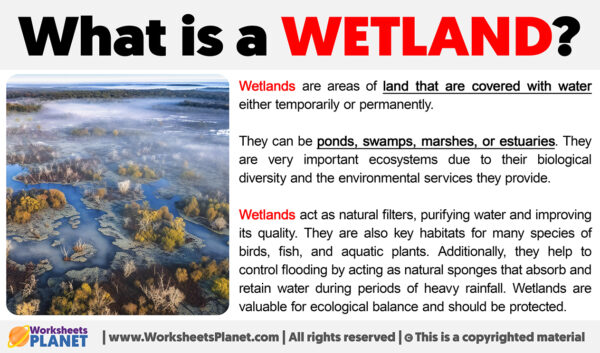 What is a Wetland | Definition of Wetland