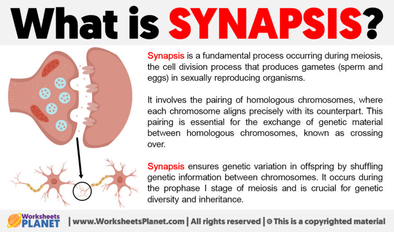 What is Synapsis | Definition of Synapsis