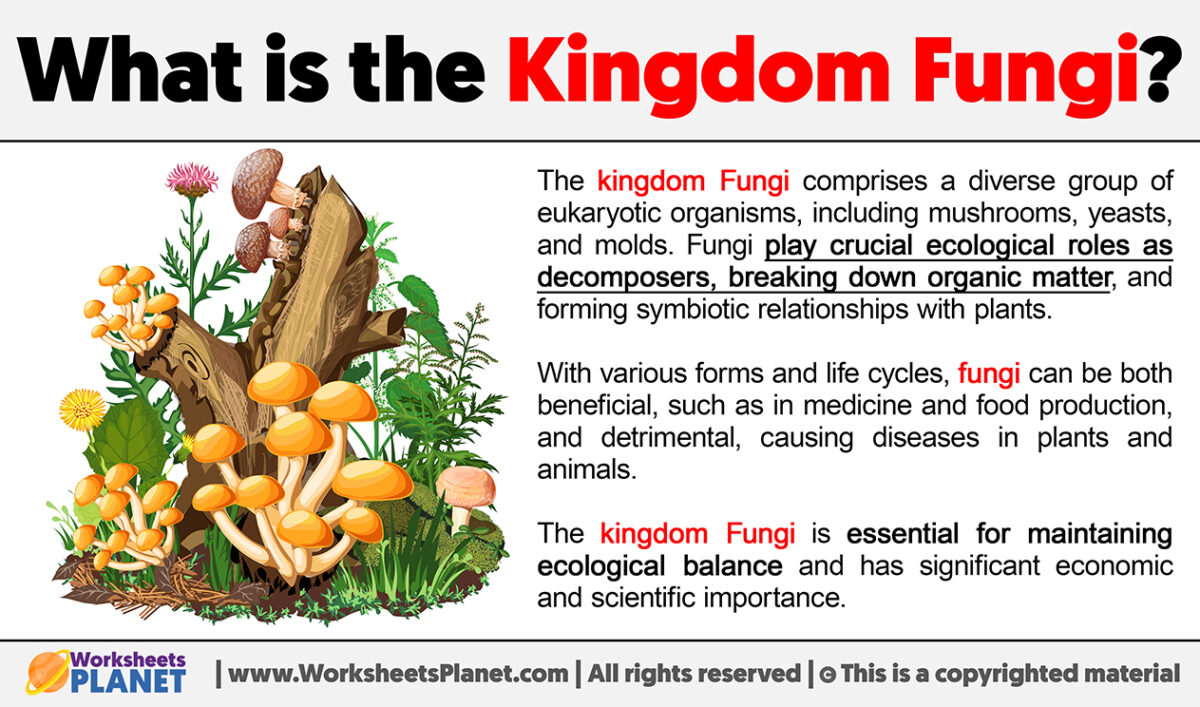 What is Kingdom Fungi?