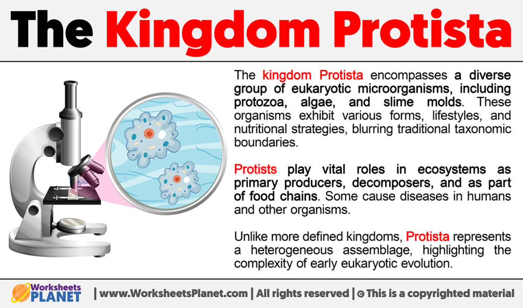 What is Kingdom Protista