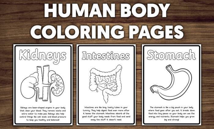 Human Body Parts Coloring Pages | Anatomy Coloring Pages