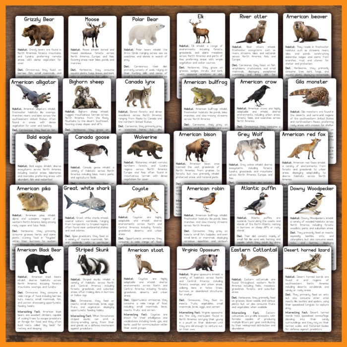 North American Realm Flashcards – RPZGIY