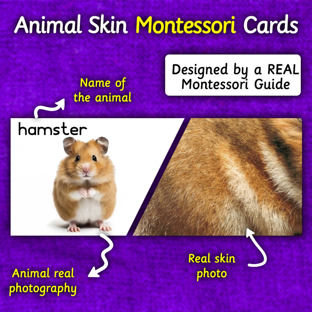 Animal Montessori Printable Activity