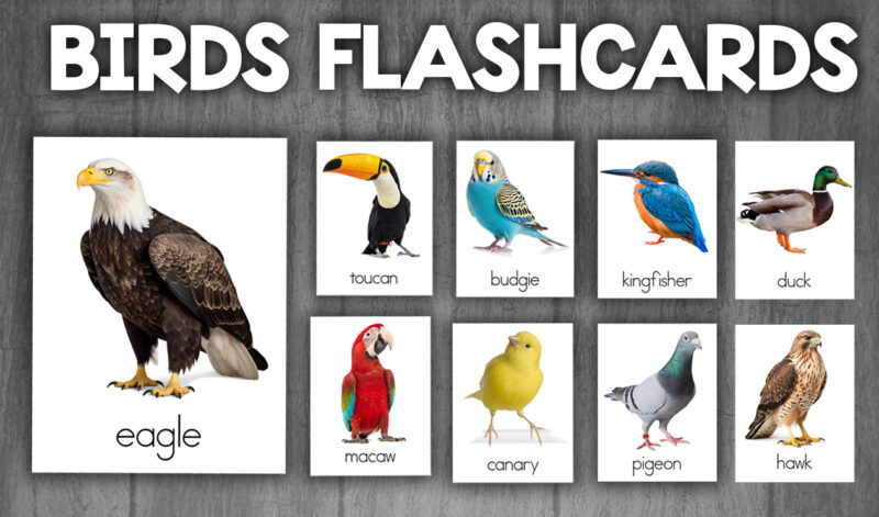 Flashcards | Worksheets Planet