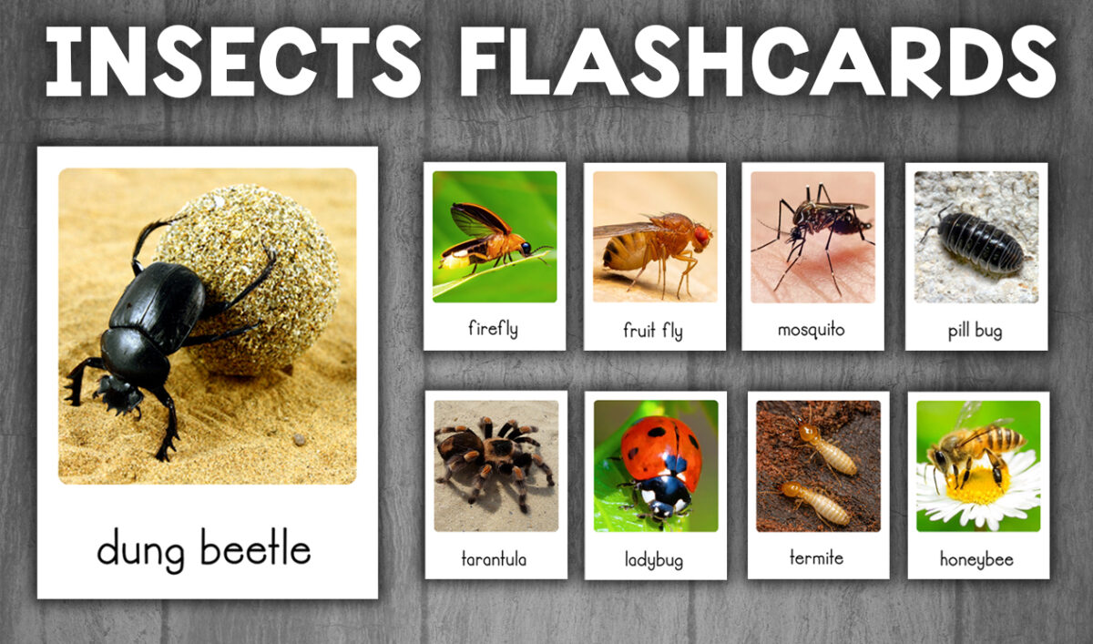 Free Printable Flashcards The best you will find!