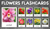 Flower Flashcards | Types of Flowers Montessori