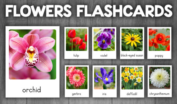 Flower Flashcards | Types of Flowers Montessori