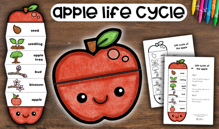 Apple Life Cycle Craft Activity