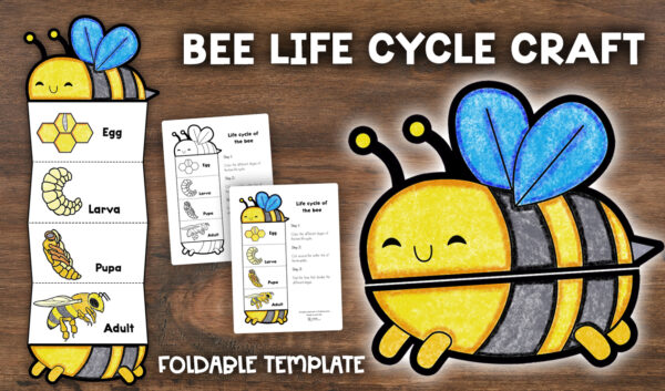 Bee Life Cycle Craft Activity for Kids