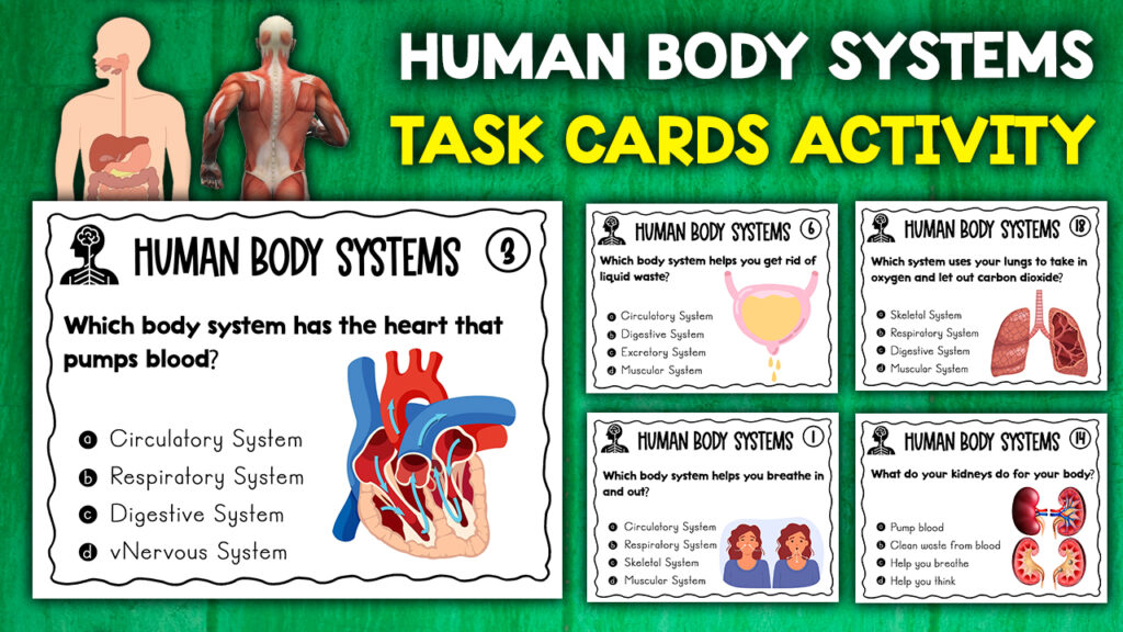 Human Body Systems | Task Cards Activity