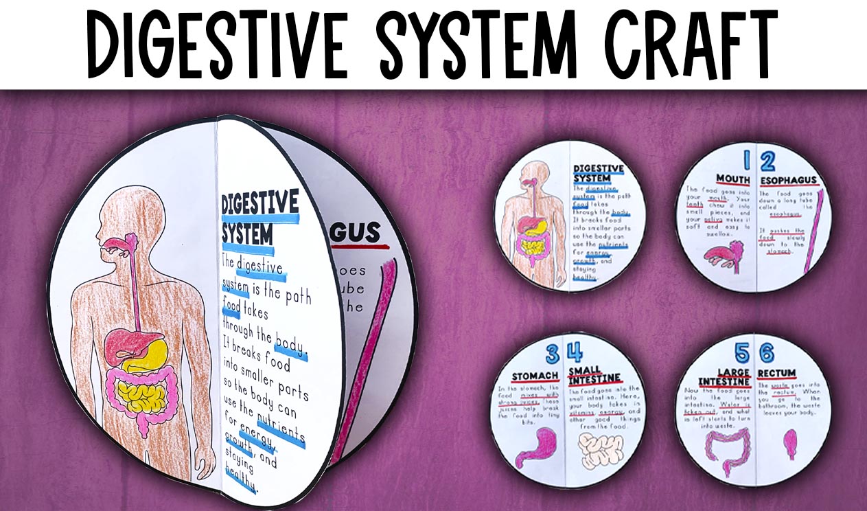 Digestive System Craft Activity | Printable Resource